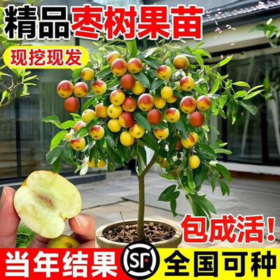 沾化冬枣嫁接带土球超甜大苗