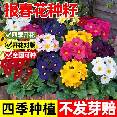 德国报春耐寒樱草花晚景花种籽