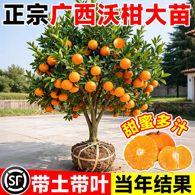 正宗广西嫁接沃柑大苗耙耙柑爱媛