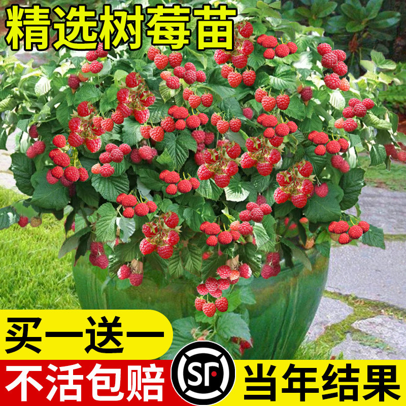 树莓苗盆栽果树覆盆子树莓果苗南北方庭院地栽种植带土红黄黑树莓