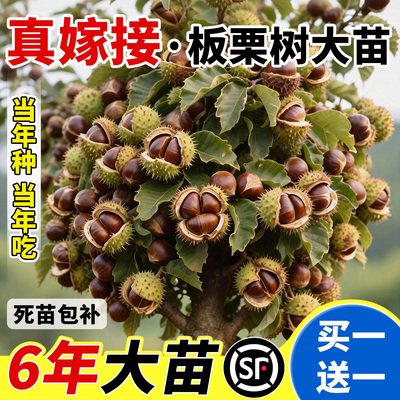 板栗苗树大红袍盆栽地栽当年结果