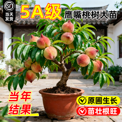 鹰嘴桃树果苗特大脆甜南北方种植