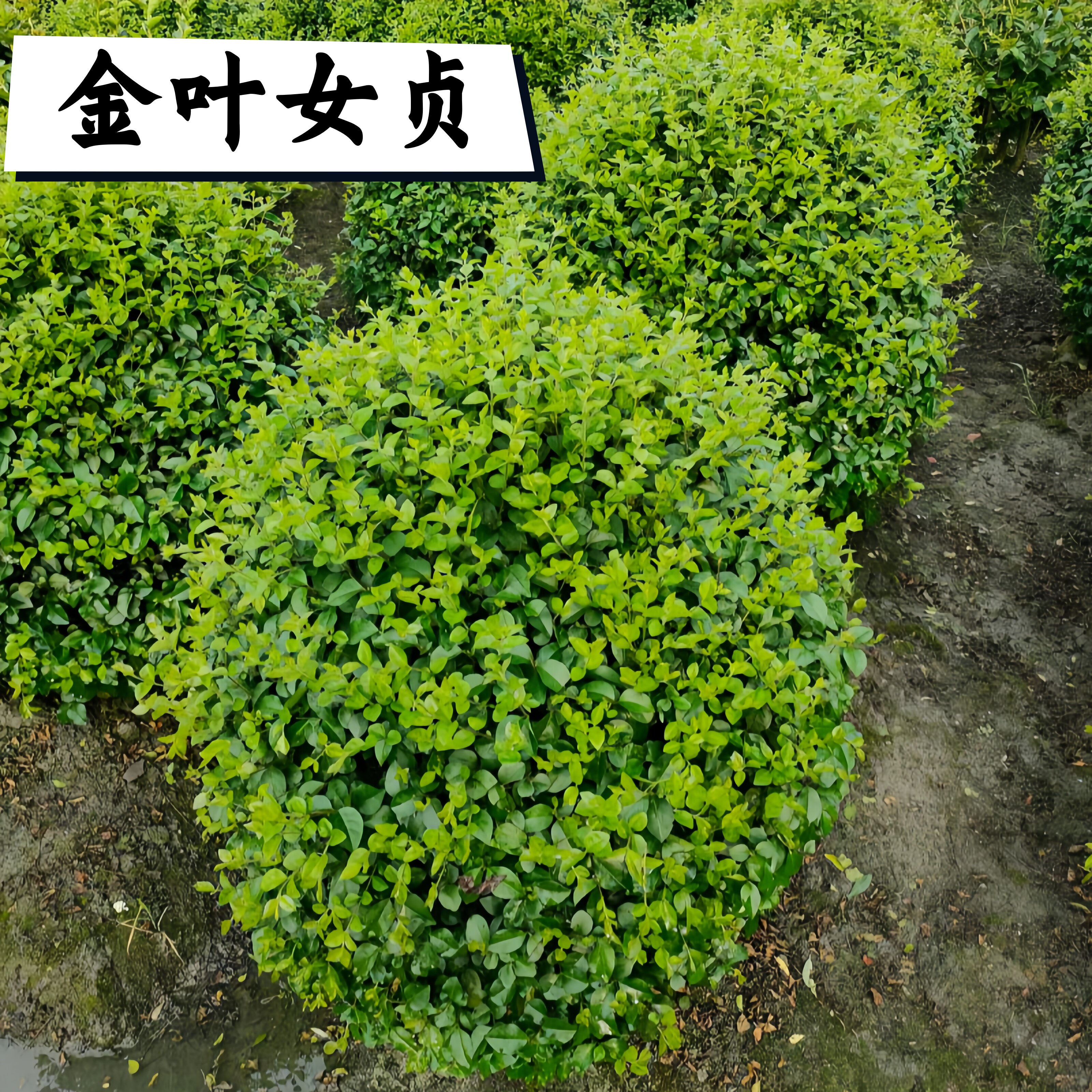 精品金叶女贞树苗球耐寒绿篱四季常青花镜植物耐寒耐旱造型树绿植