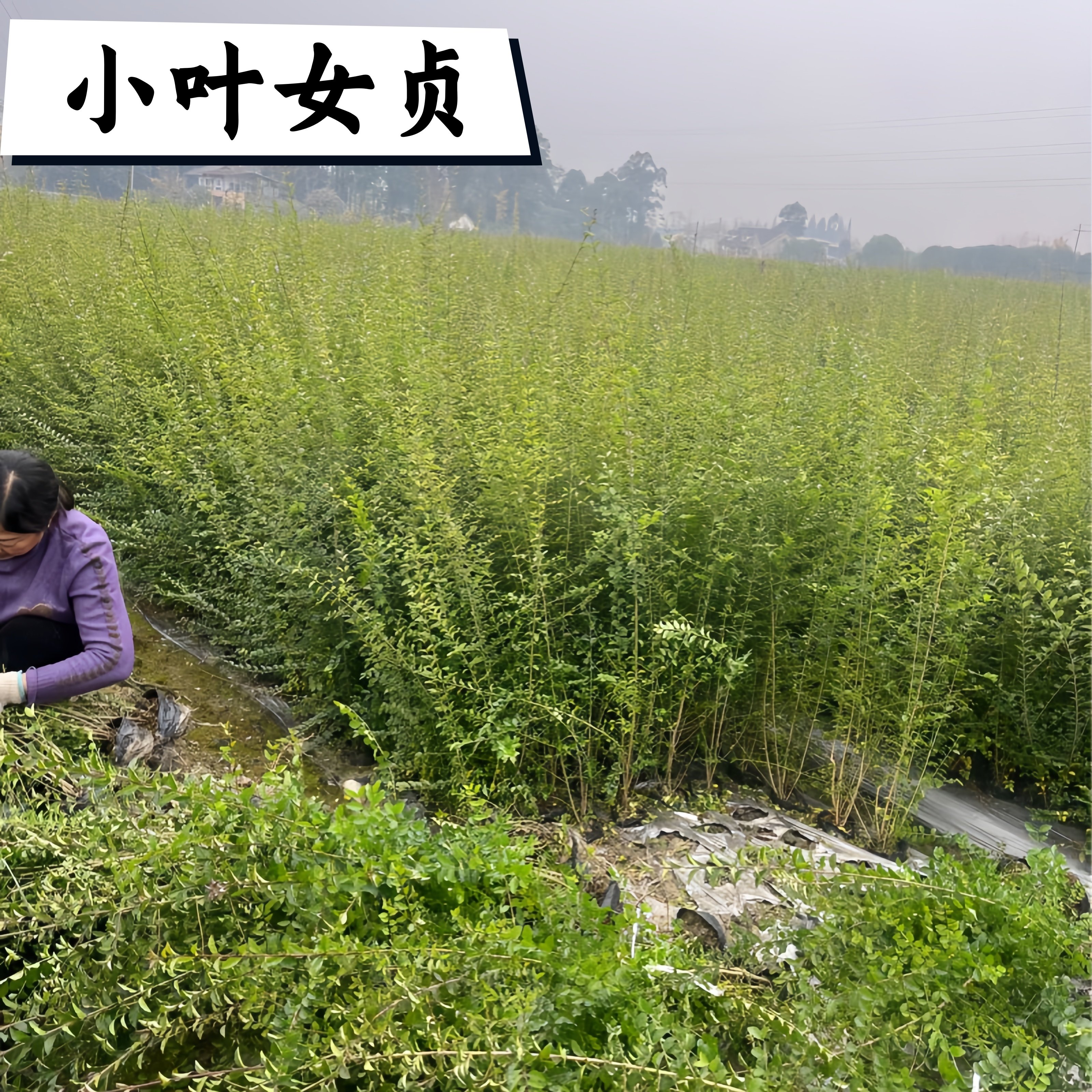 耐寒小叶女贞造型树庭院花园室外植物别墅绿化四季常青不落叶绿植