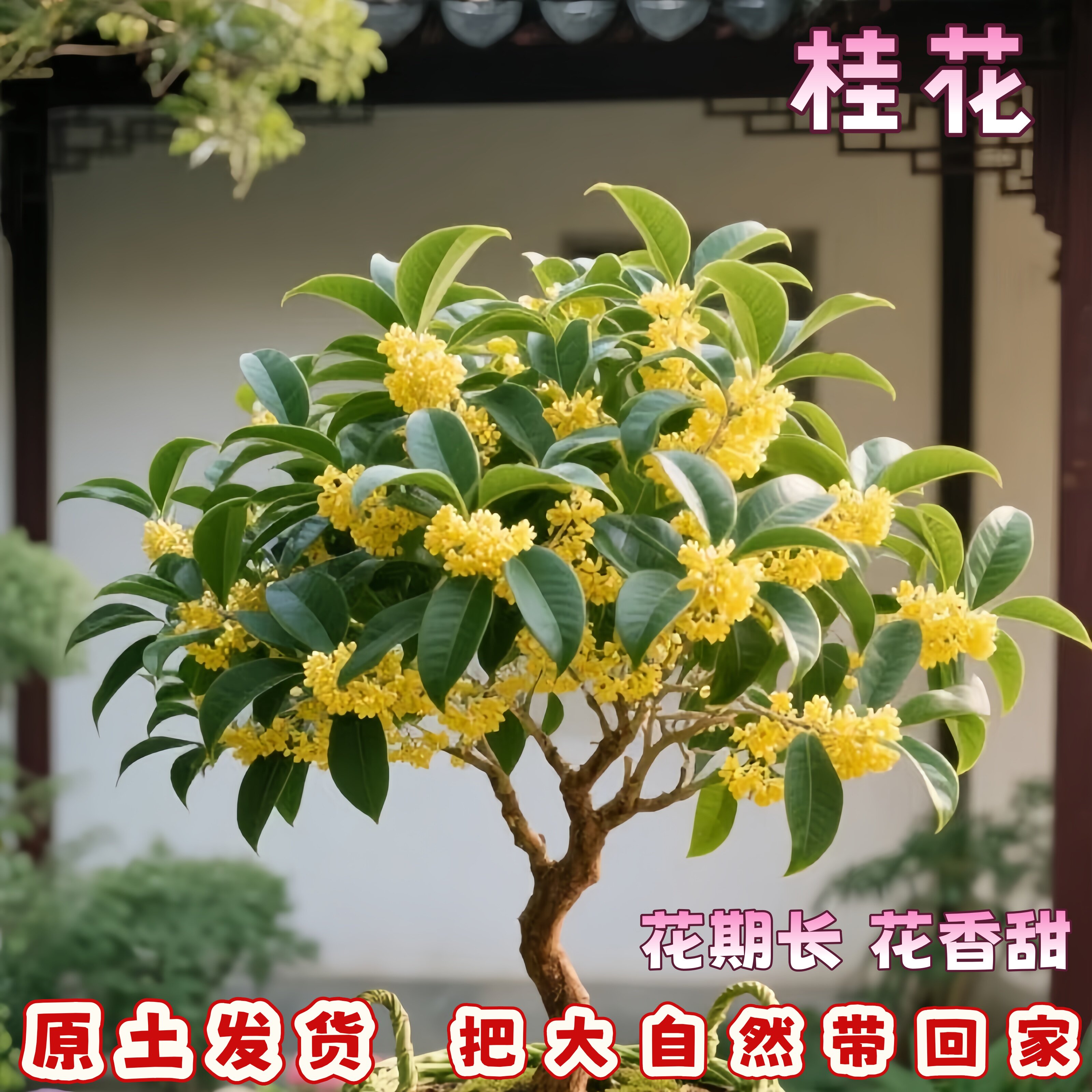 桂花树苗地栽四季常青桂花树苗庭院植物阳台浓香花卉花香甜花期长