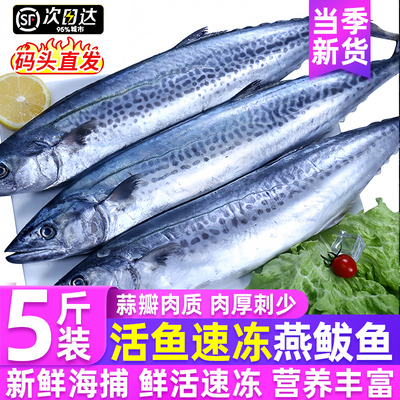 青岛正宗无冰净重整条鲅鱼