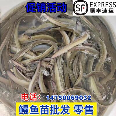 鳗鱼苗纯天然白鳝苗鲜活