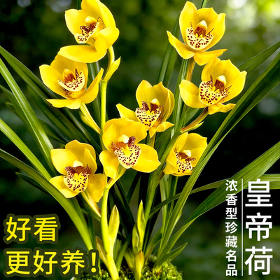 皇帝荷兰花苗名品盆栽花苞浓香型