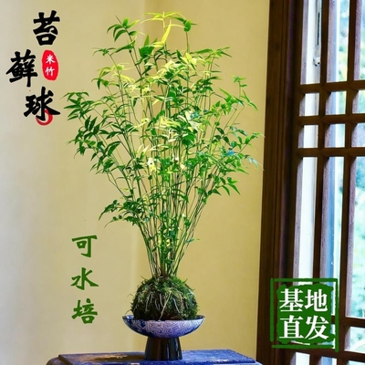 米竹红观音竹室内植物盆栽桌面