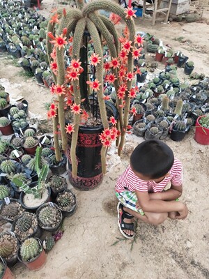 黄金妞红水晶仙人科多嫁接植物