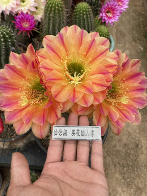 毛花柱里克斯火焰经典条纹侧芽