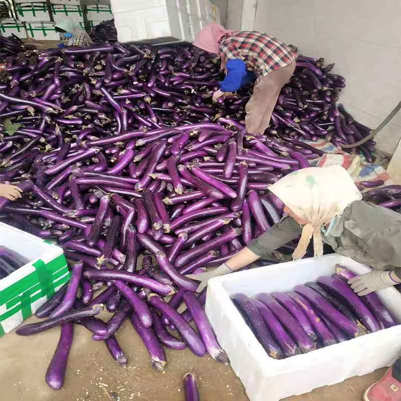 广西南宁特产农家种植新鲜茄子现摘现发5斤装