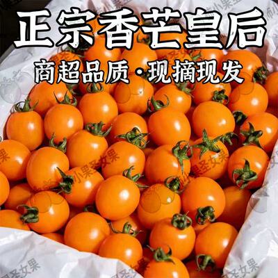 金芒皇后黄色纯甜小番茄橘橙色千禧番茄黄芒果番茄黄金一号小番茄