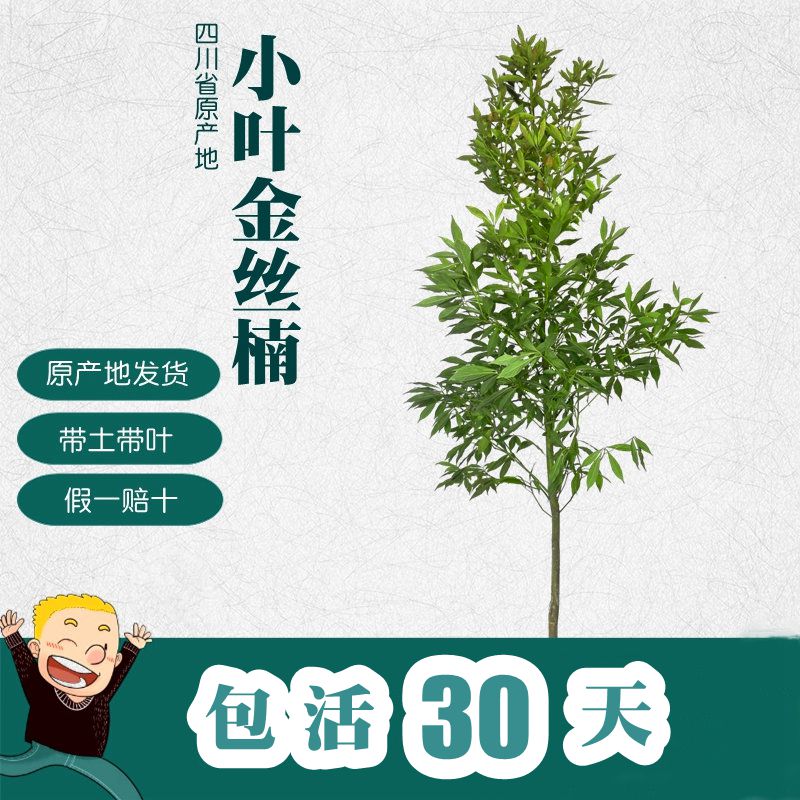 金丝楠木树苗四川正宗小叶桢楠大树名贵树苗庭院植物金丝楠苗包邮虎窝淘