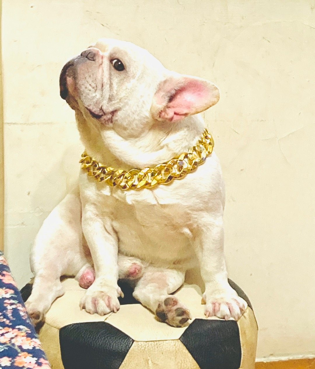 Oversized Dog Pet Neckband Necklace the Labrador Retriever Golden ...