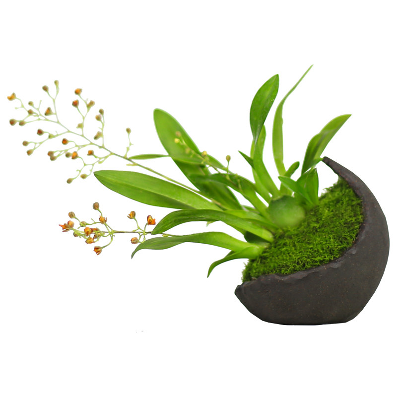 文心兰梦香兰带花苞好养易活的绿植花卉盆栽客R厅花卉植物室内花