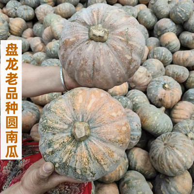 盘龙南瓜圆南瓜现摘磨盘南瓜不是贝贝南瓜甜糯水嫩宝宝辅食