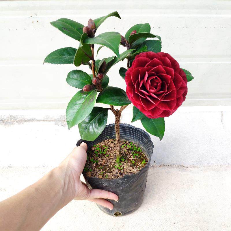 红叶贝拉茶花纯色黑贝拉大花型室内盆栽花卉阳台绿植办公室精选苗