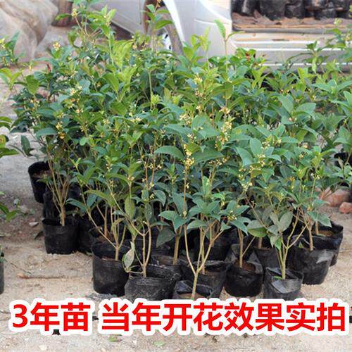 四季桂花树苗盆栽浓香型金桂丹桂八月桂月月室外庭院室内花卉植物