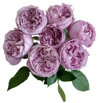 重启月季花大苗蓝紫色浓香四季