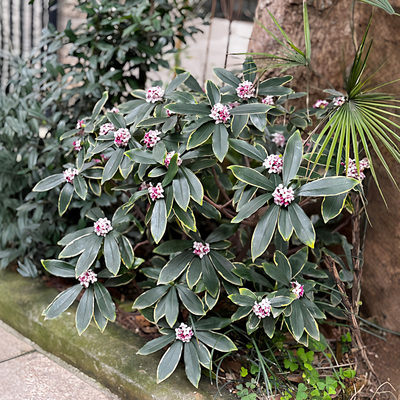 金边瑞香花四季长青好养浓香花卉