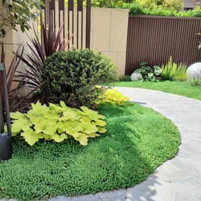 中华景天地被铺面植物四季常青