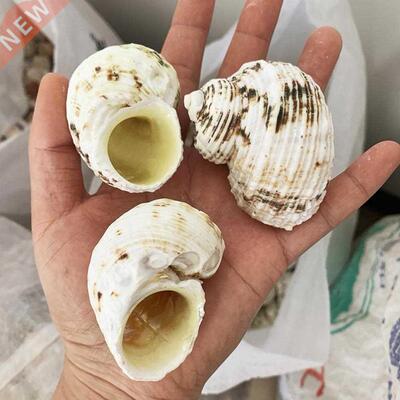 Natural Tapestry Turban Snail Hermit Crab Replacement