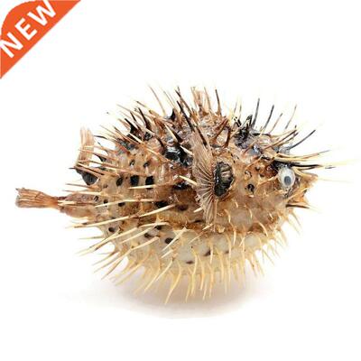 15-25cm Thorn Fish Marine Life Natural Porcupine Specimen