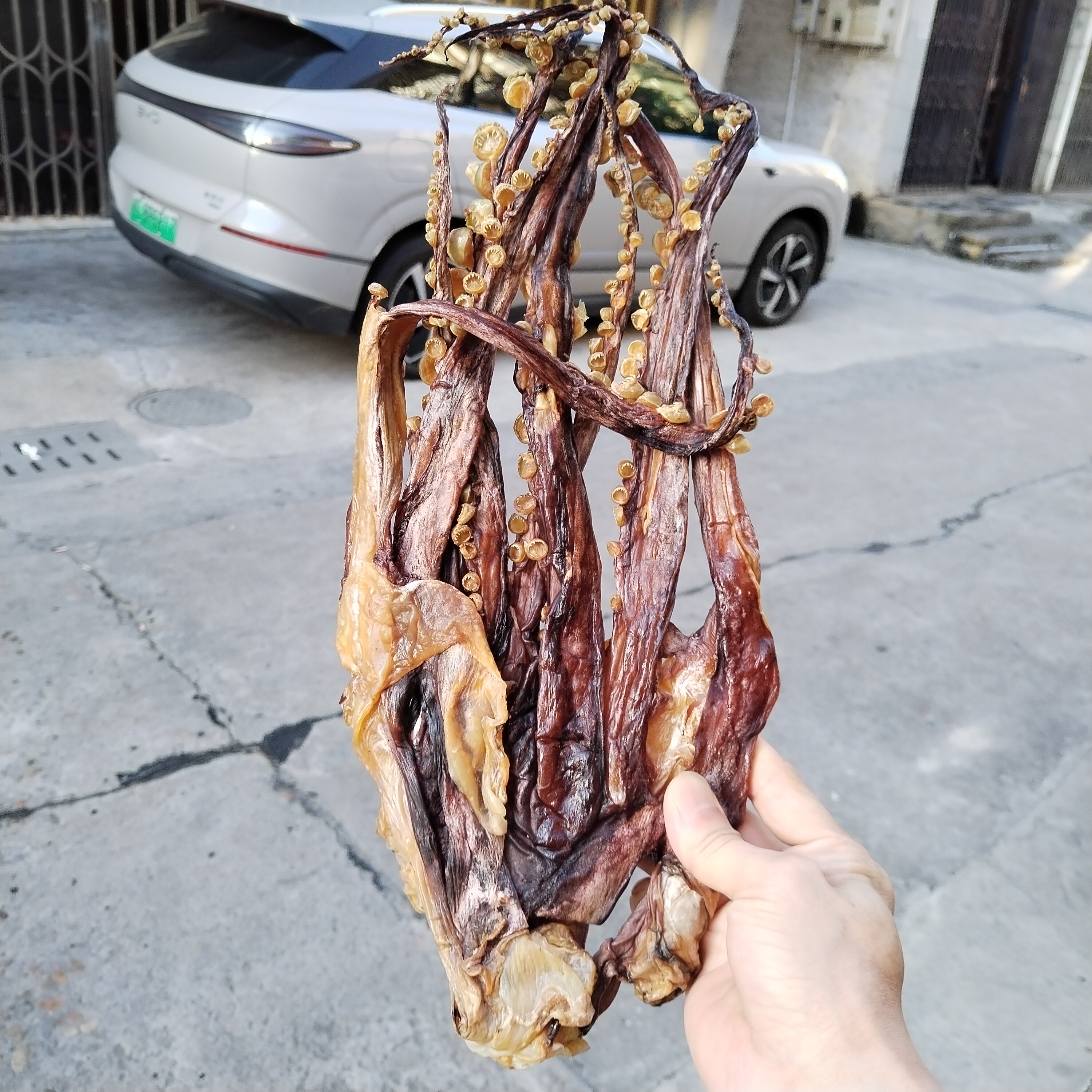 温州瑞安东山水产城鱿鱼干特大大拇指大小很有嚼劲