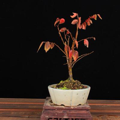 日本红叶榉树 花果落叶小品盆景 日本精品盆栽