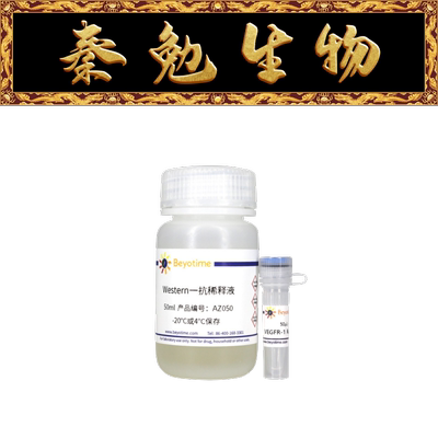 VEGFR-1RabbitPolyclonal