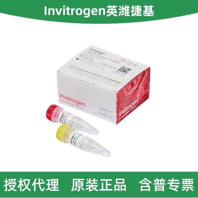 Lipofectamine™3000转染试剂