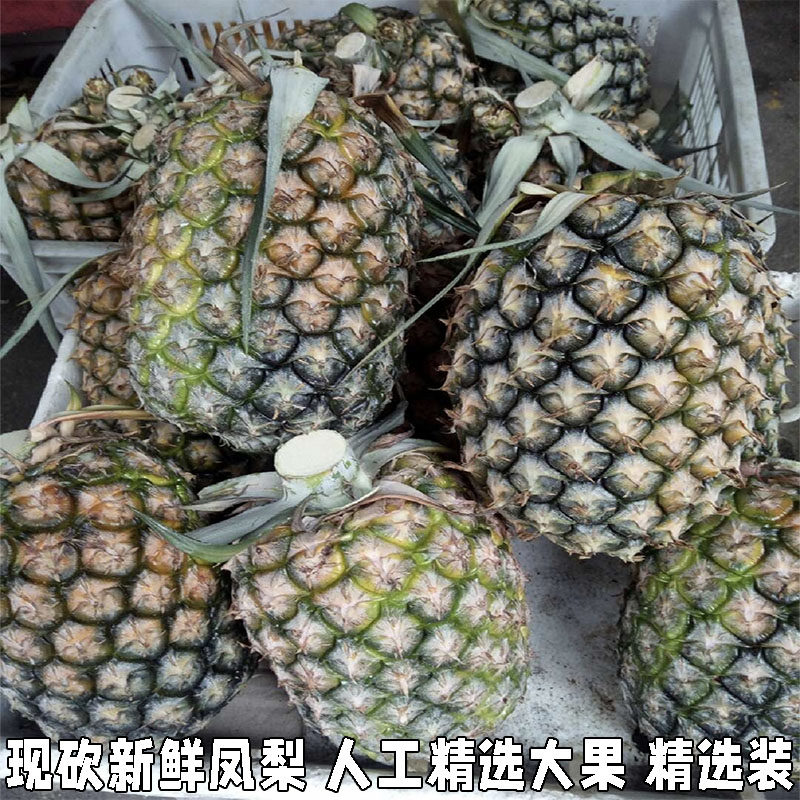 金钻凤梨新鲜水果树上熟青蜜凤梨香水菠萝特产大果手撕无眼整箱