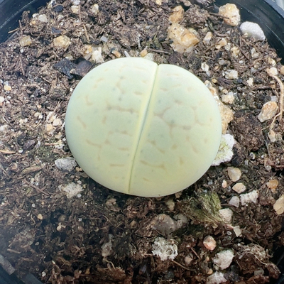 屁股花多品种混发精品多肉植物7767绿大白