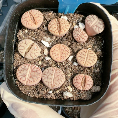 生石花切糕一物一拍6427雀卵