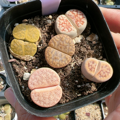 生石花切糕一物一拍5547粉拿铁