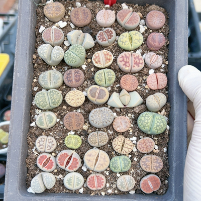 生石花切糕一物一拍5657