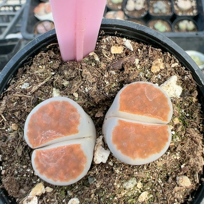 生石花切糕一物一拍5936冰橙