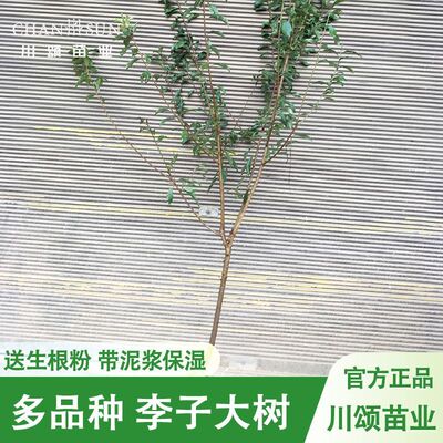 当年挂果晚熟脆红李嫁接树苗