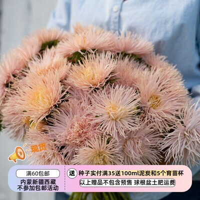 针状花瓣女神·羚羊绒沙米色