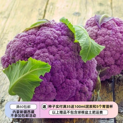 紫色花椰菜西西里岛花椰菜