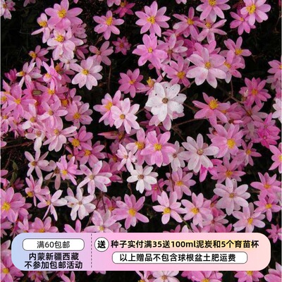 疯狂的小羊小花蜡菊玫瑰粉色