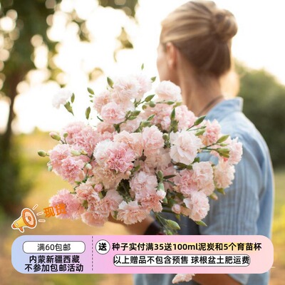 【种子】多年生切花型康乃馨石竹