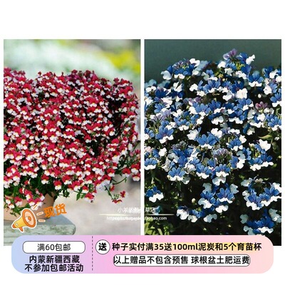 航空蓝白进口种子龙面花