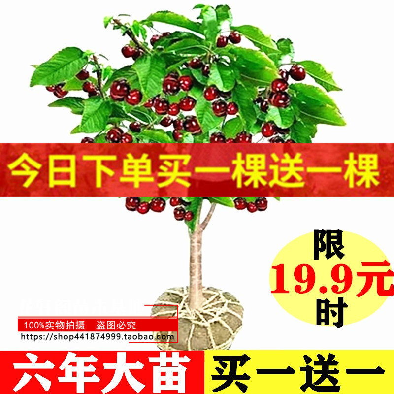 车厘子树苗樱桃树苖盆栽南方北方种植大樱桃树苗俄罗斯八号樱桃苗