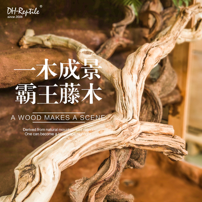 藤木热带雨林造景景观