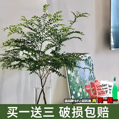 美男树水培绿植物鲜切枝马醉木平替客厅卧室装饰易养活