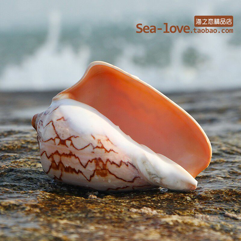 风景螺贝壳海螺微景观diy地中海漂流瓶地台鱼缸水族造景装饰摆件