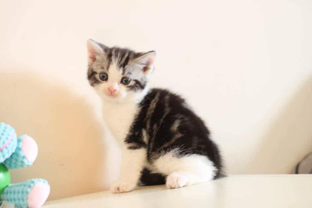宠物猫咪狗狗配种服务上门接送