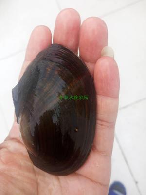 背角无齿蚌河蚌观赏活体淡水贝壳除绿水藻旁皮鱼鰟鮍鱼繁殖蚌